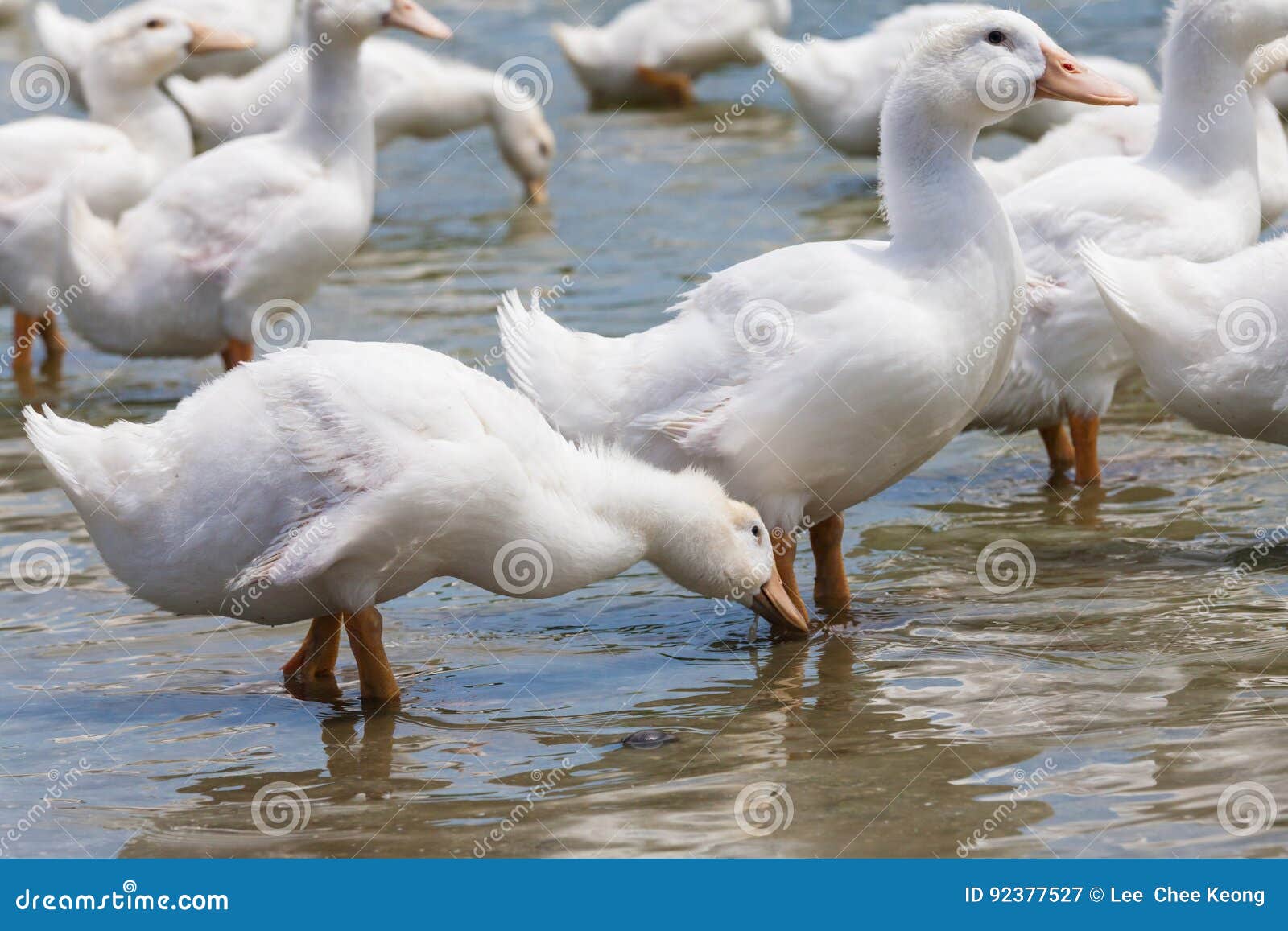 Real White Duck in a Farm with Pond Stock Image - Image of smiles ...