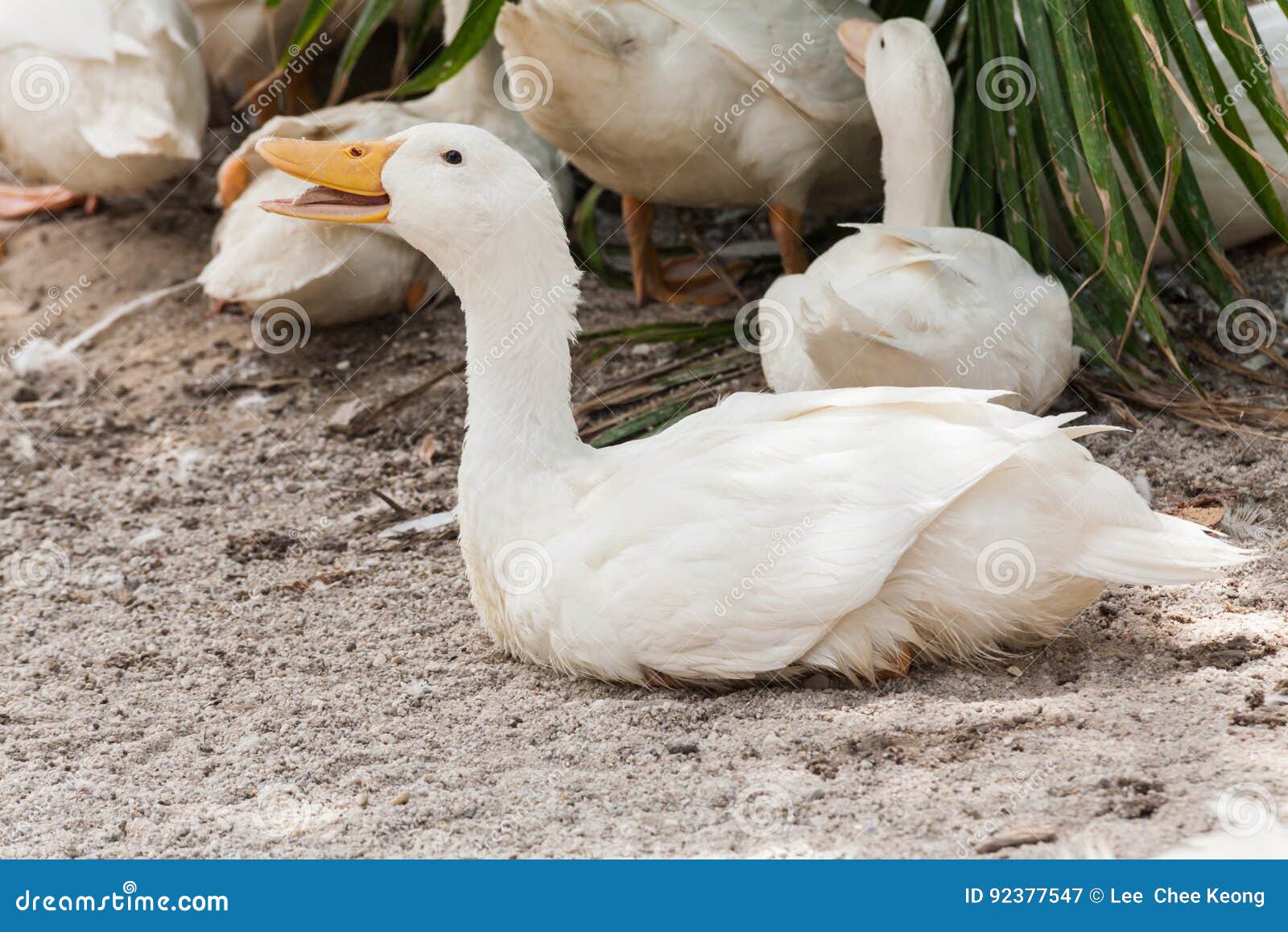 Real White Duck in a Farm with Pond Stock Image - Image of group, poop ...