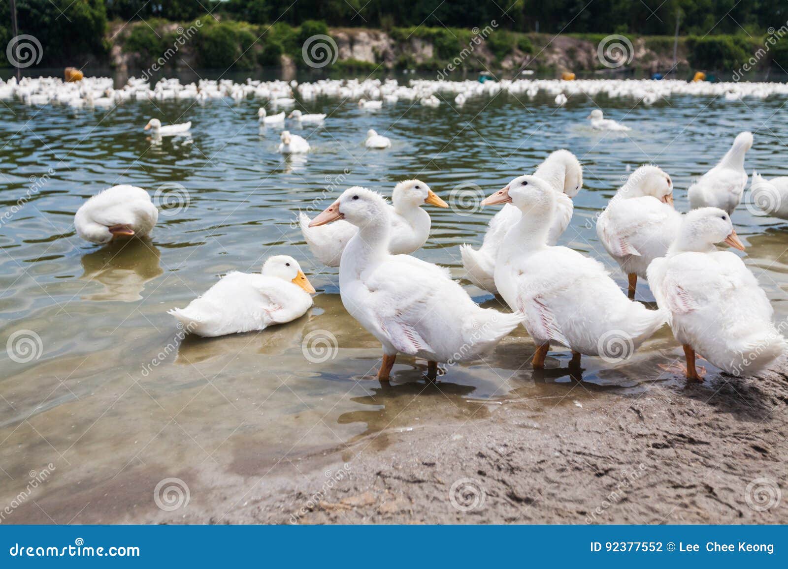 Real White Duck in a Farm with Pond Stock Photo - Image of mallard ...