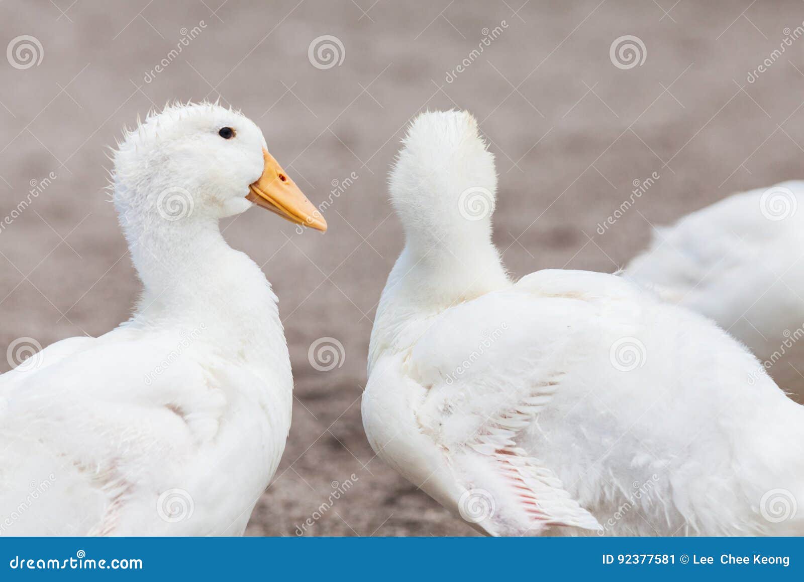 Real White Duck in a Farm with Pond Stock Image - Image of poop, geese ...