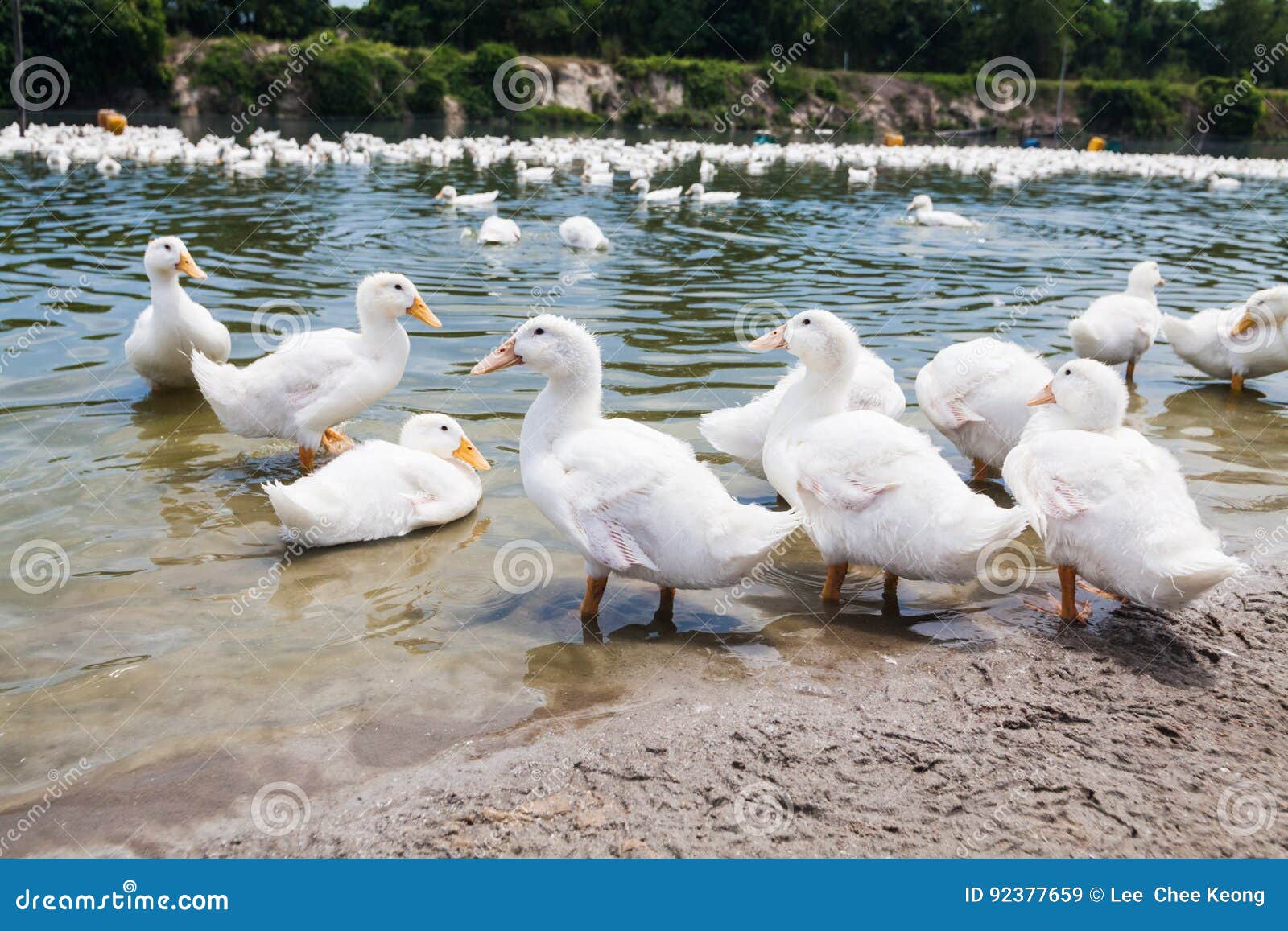 Real White Duck in a Farm with Pond Stock Image - Image of nature, poop ...