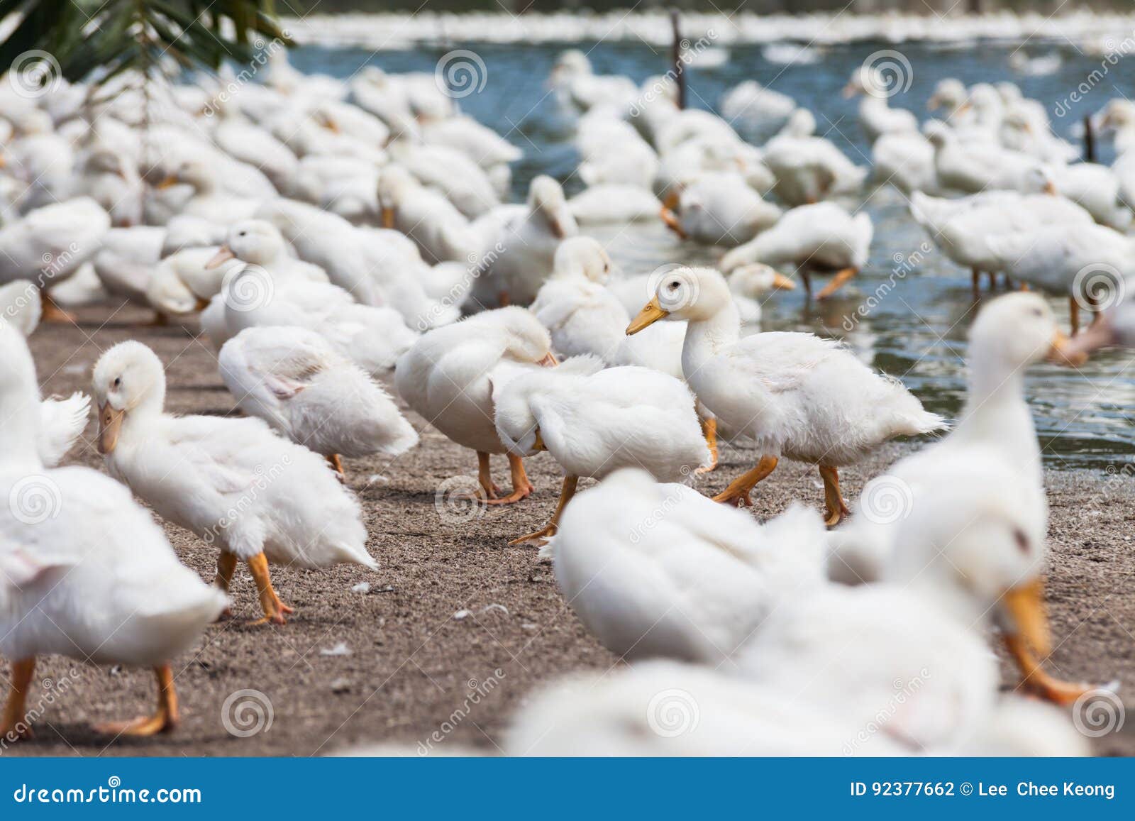 Real White Duck in a Farm with Pond Stock Photo - Image of livestock ...