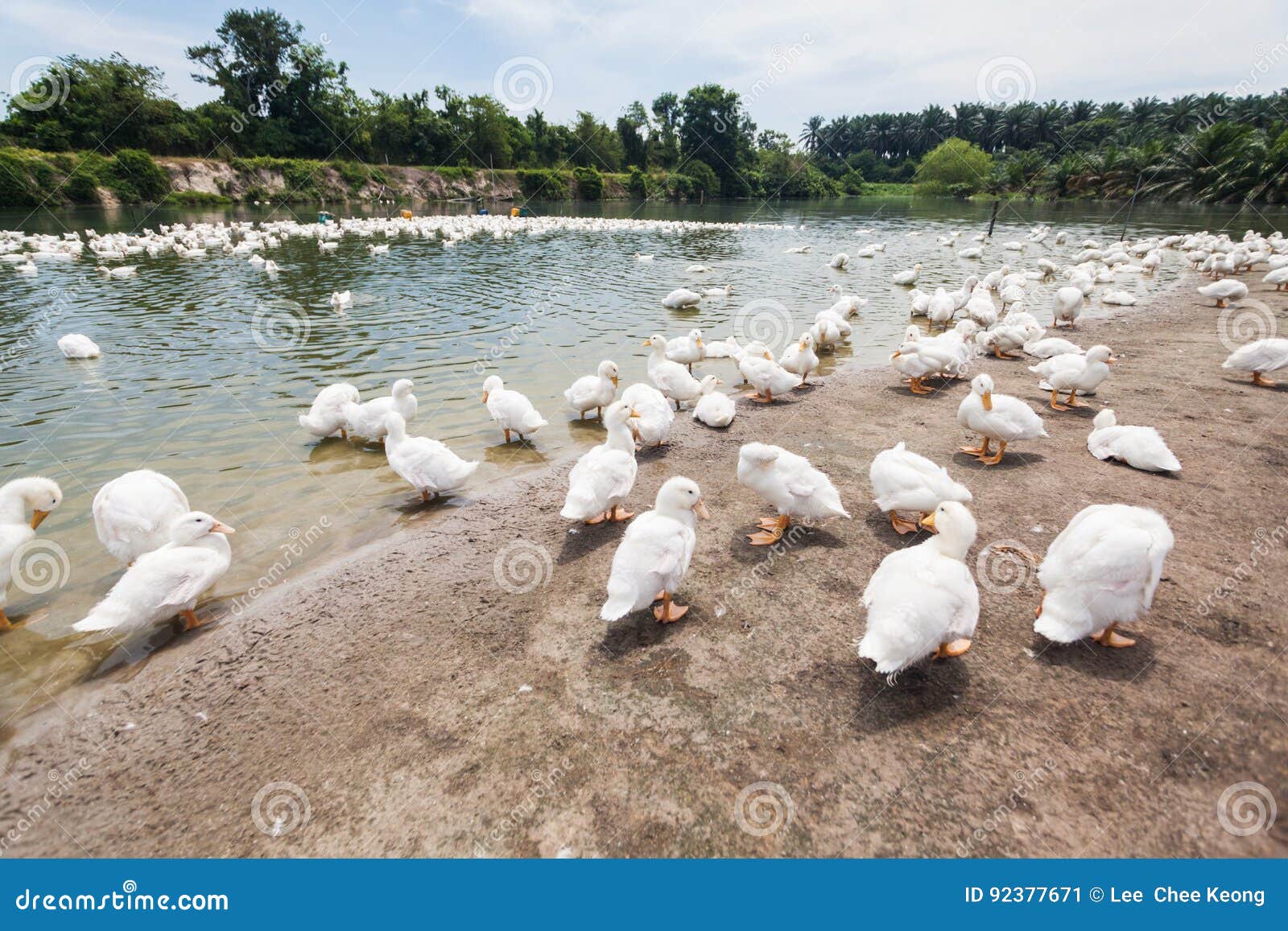 Real White Duck in a Farm with Pond Stock Image - Image of animal, farm ...