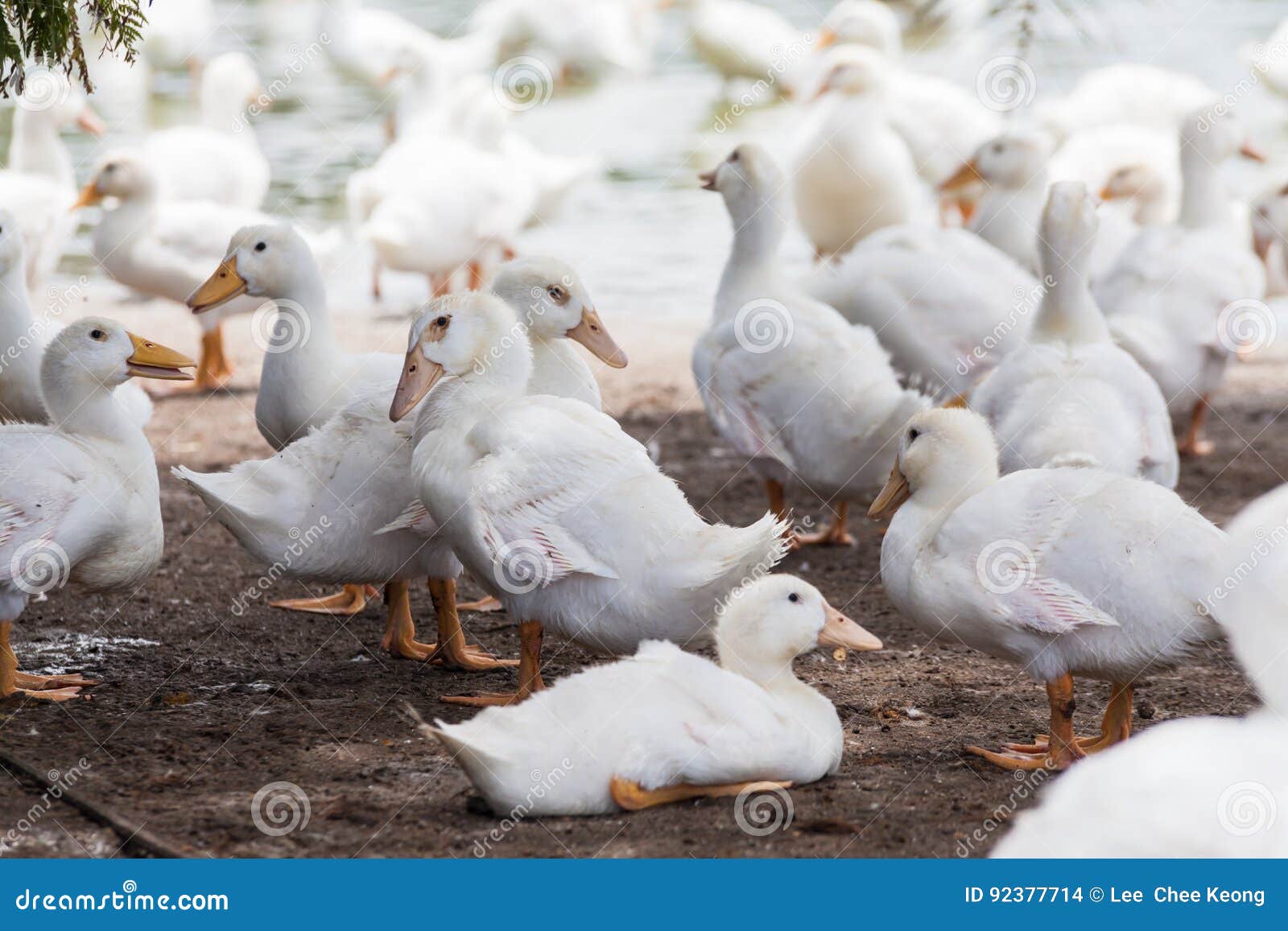 Real White Duck in a Farm with Pond Stock Photo - Image of nature ...
