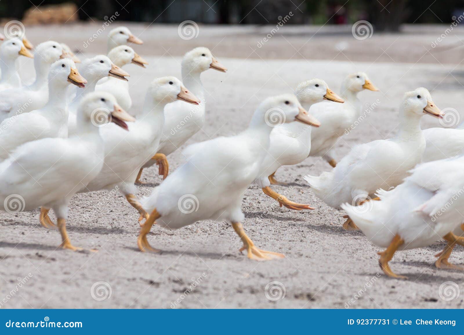 Real White Duck in a Farm with Pond Stock Image - Image of geese, park ...
