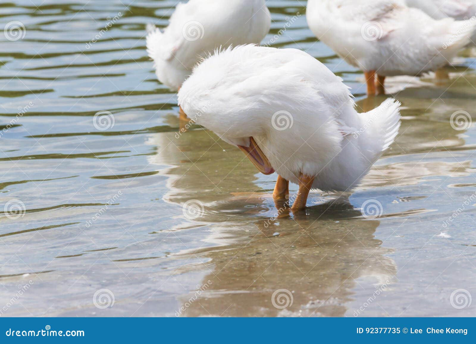 Real White Duck in a Farm with Pond Stock Image - Image of mallard ...