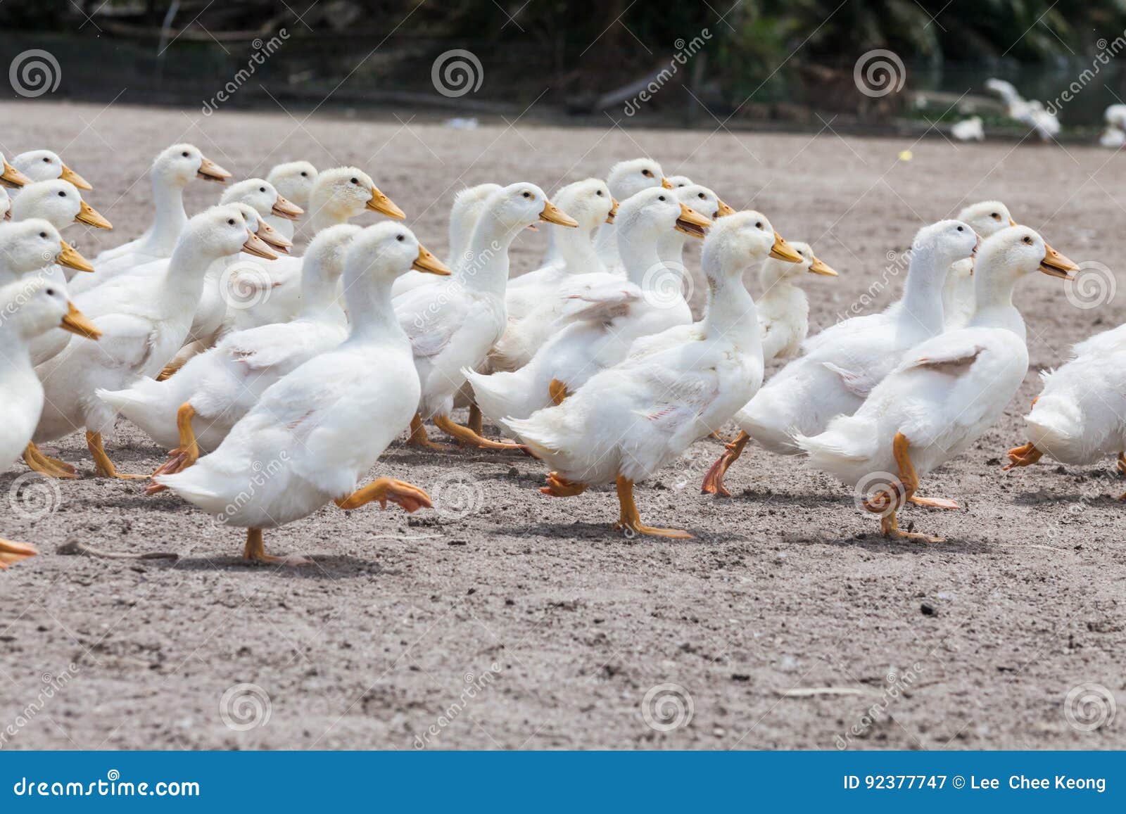 Real White Duck in a Farm with Pond Stock Image - Image of mallard ...