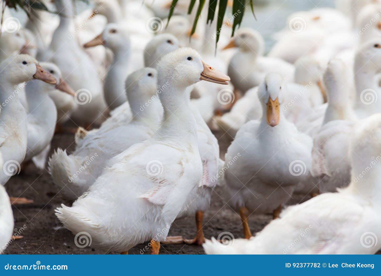 Real White Duck in a Farm with Pond Stock Photo - Image of smiles ...