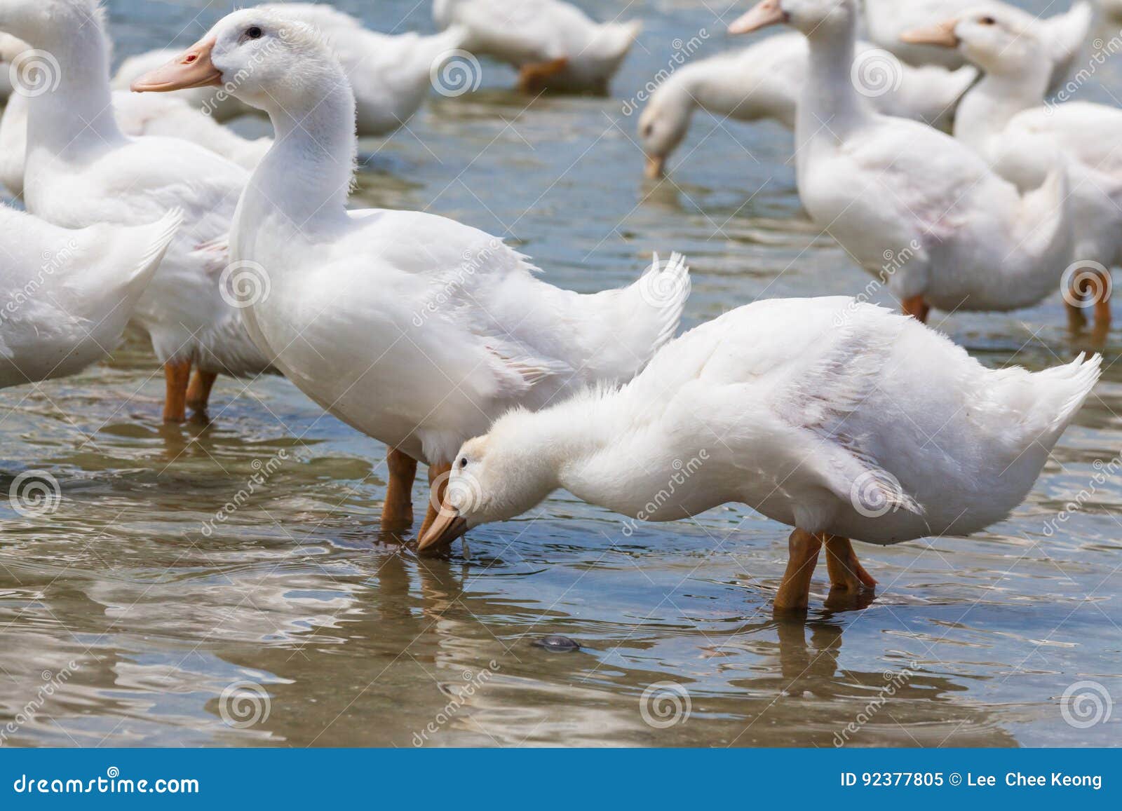 Real White Duck in a Farm with Pond Stock Image - Image of farm, blue ...