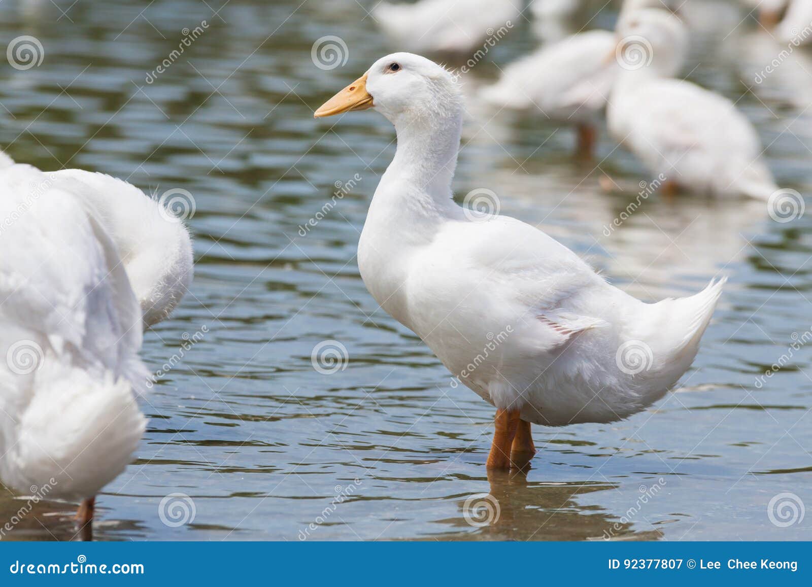 Real White Duck in a Farm with Pond Stock Image - Image of beauty, duck ...