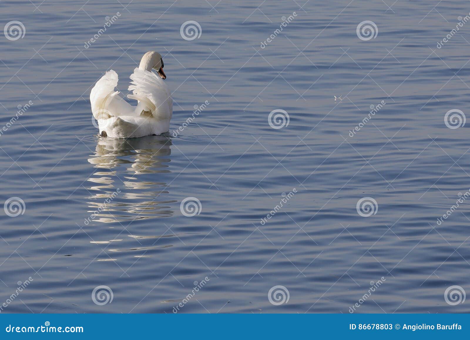 Real white swan stock image. Image of cygnus, outdoor - 86678803