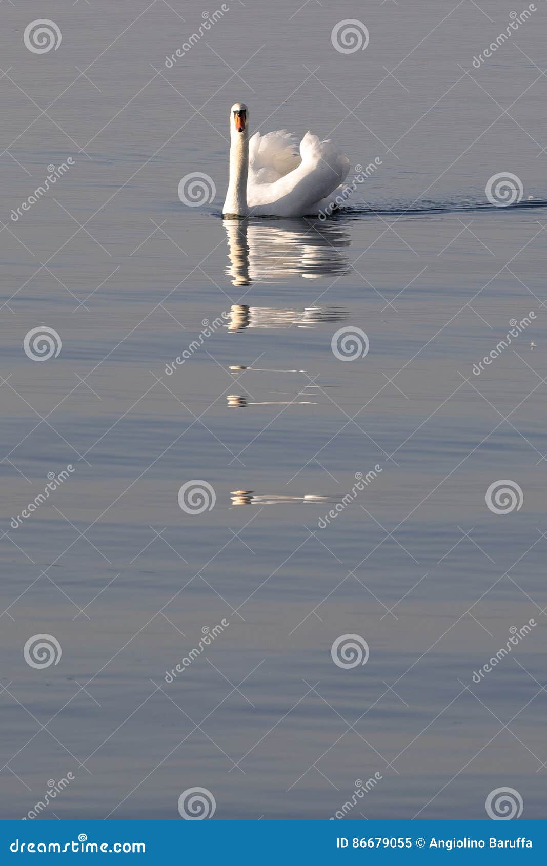 Real white swan stock image. Image of blue, bird, cygnus - 86679055