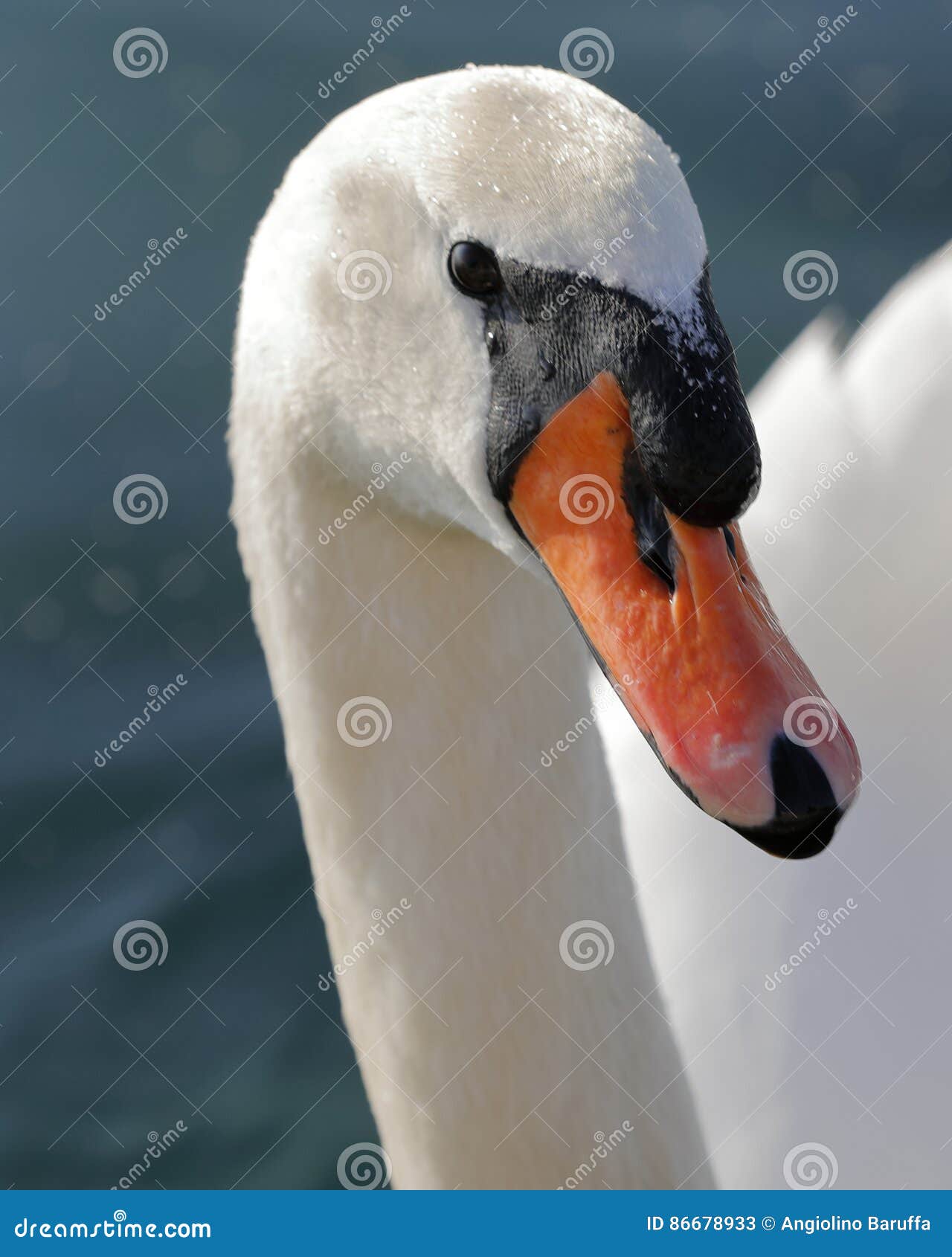 Real white swan stock image. Image of bird, beak, calm - 86678933