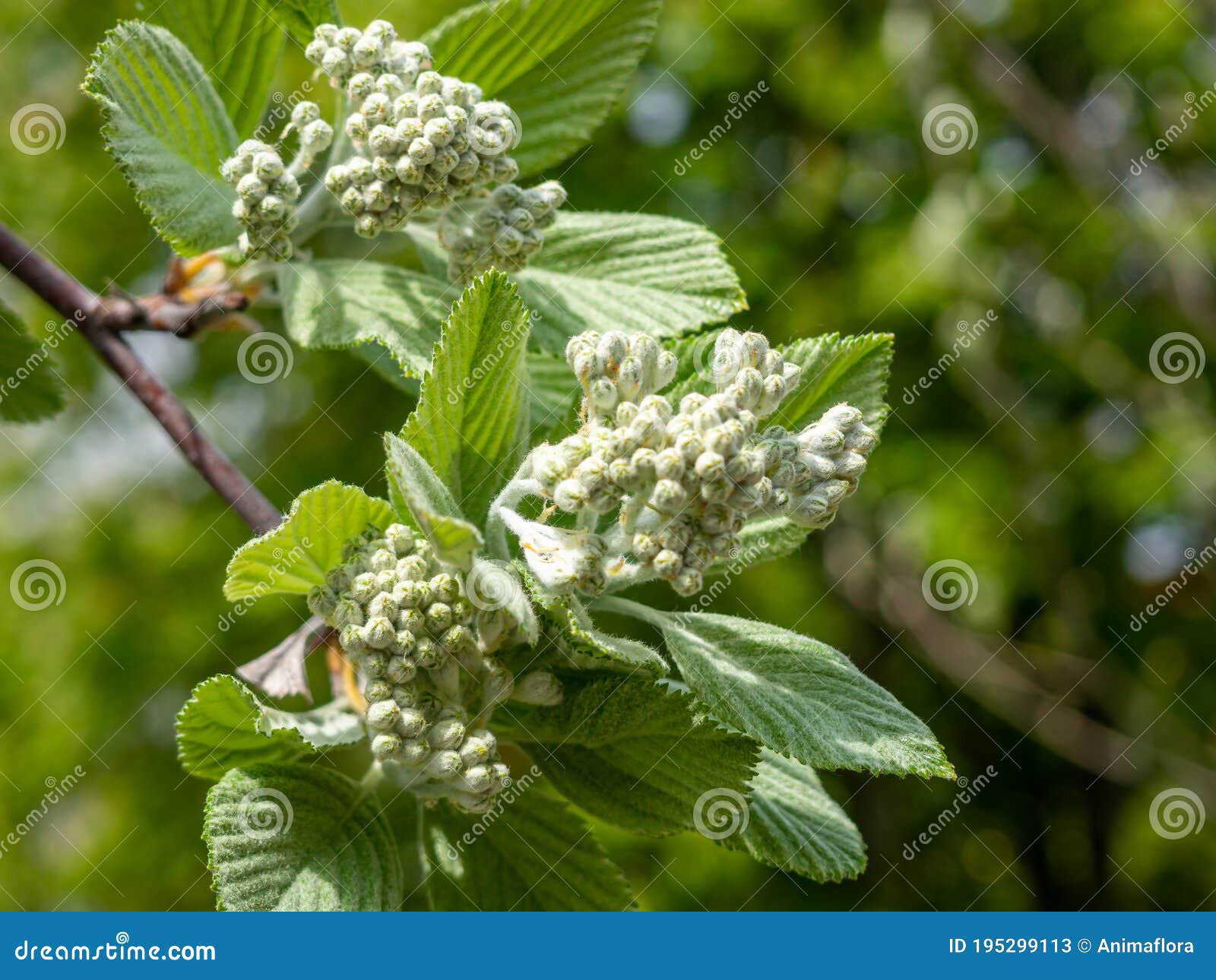 Real Whitebeam Silver Tree Leucadendron Stock Image - Image of real ...