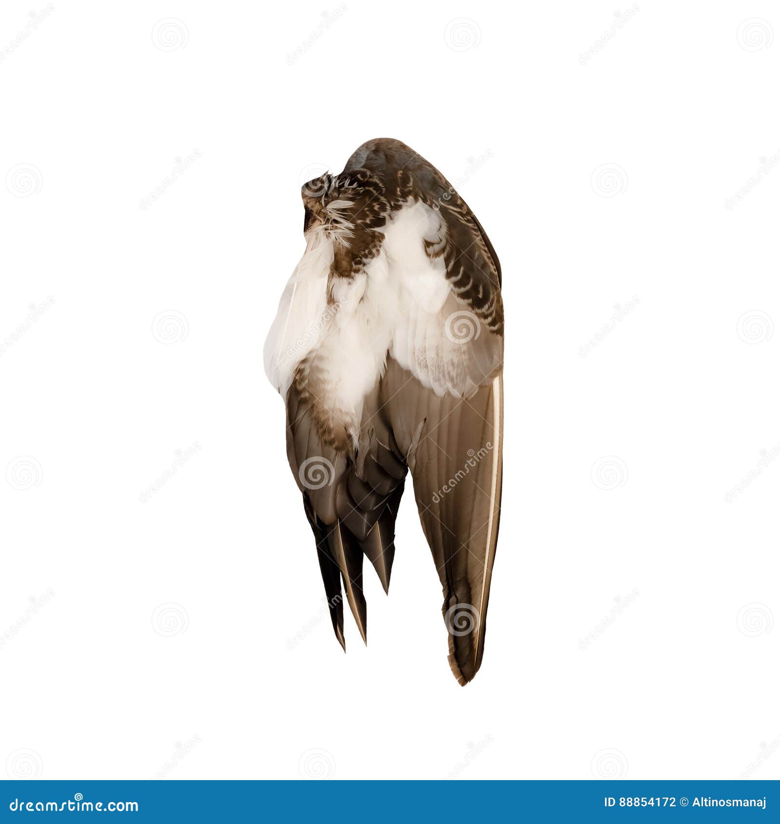 441 Duck Angel Wing Stock Photos - Free & Royalty-Free Stock Photos ...