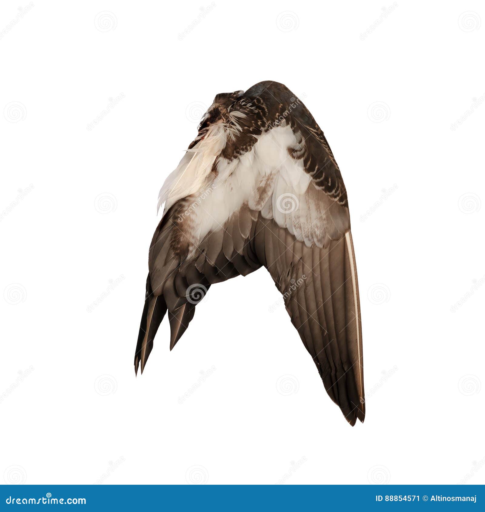 Bird Wings Side View