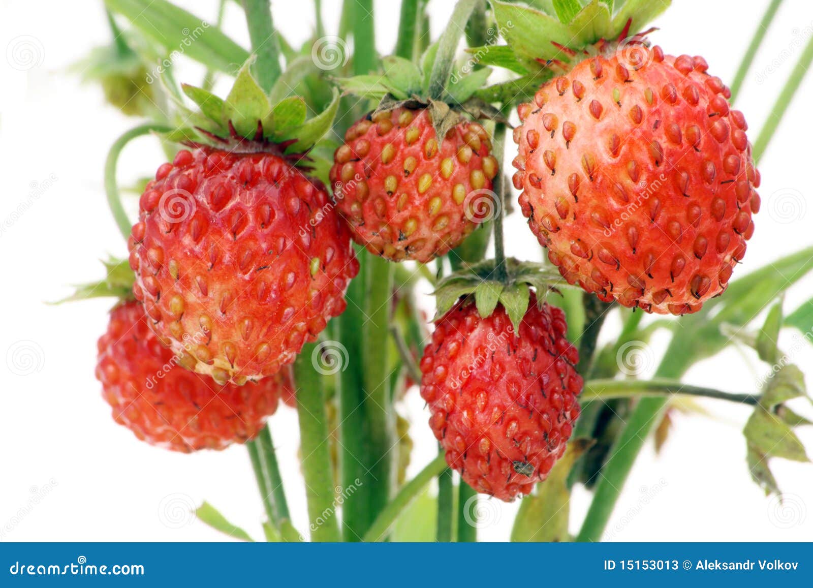 Real Wood Wild Strawberry Berries Stock Image - Image of organic ...