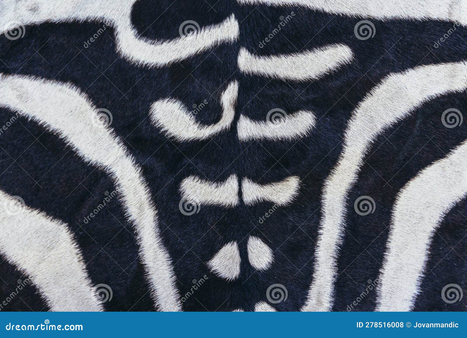 Real zebra skin stock photo. Image of stripe, hair, mammal - 278516008