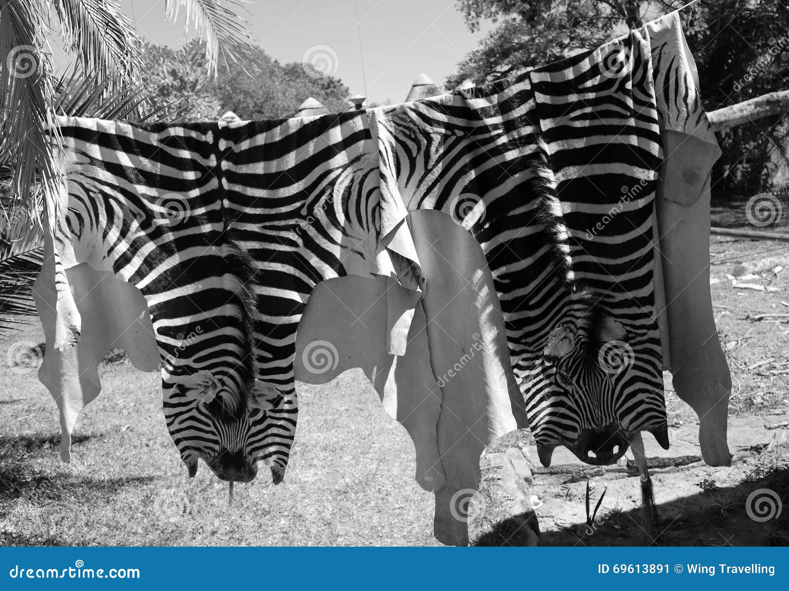 Real zebra skin stock image. Image of black, mammal, white - 69613891