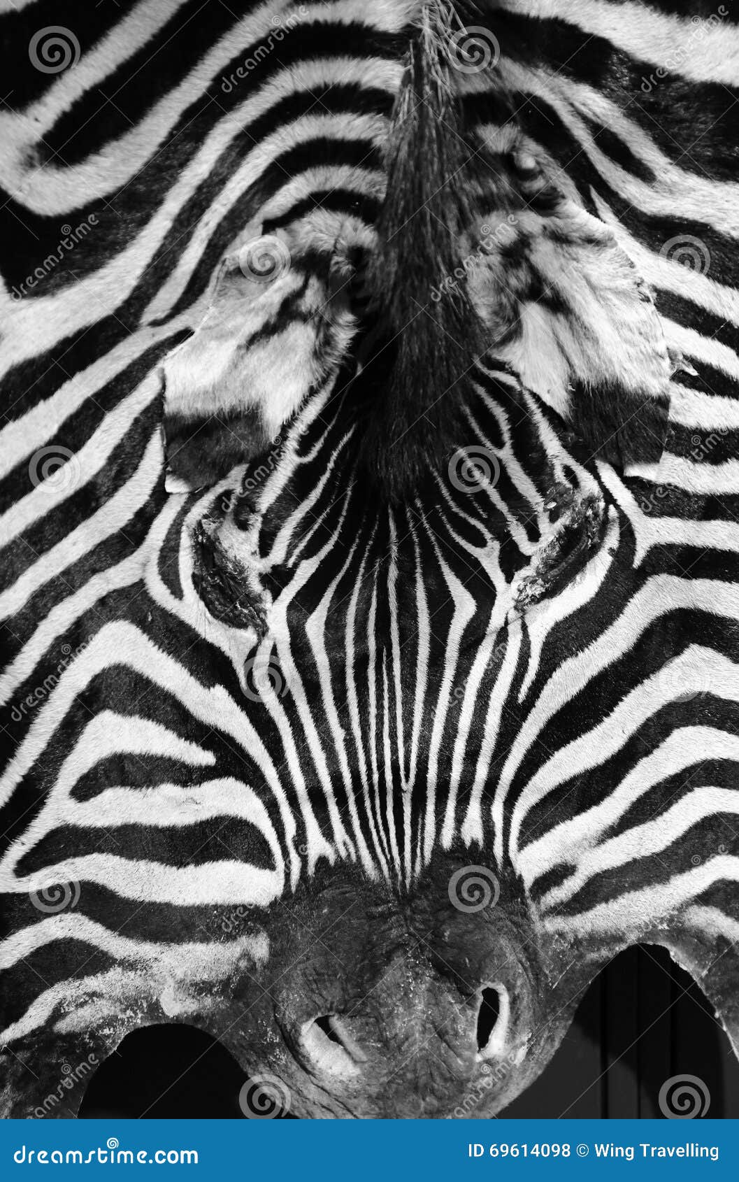 Real zebra skin stock photo. Image of print, white, background - 69614098