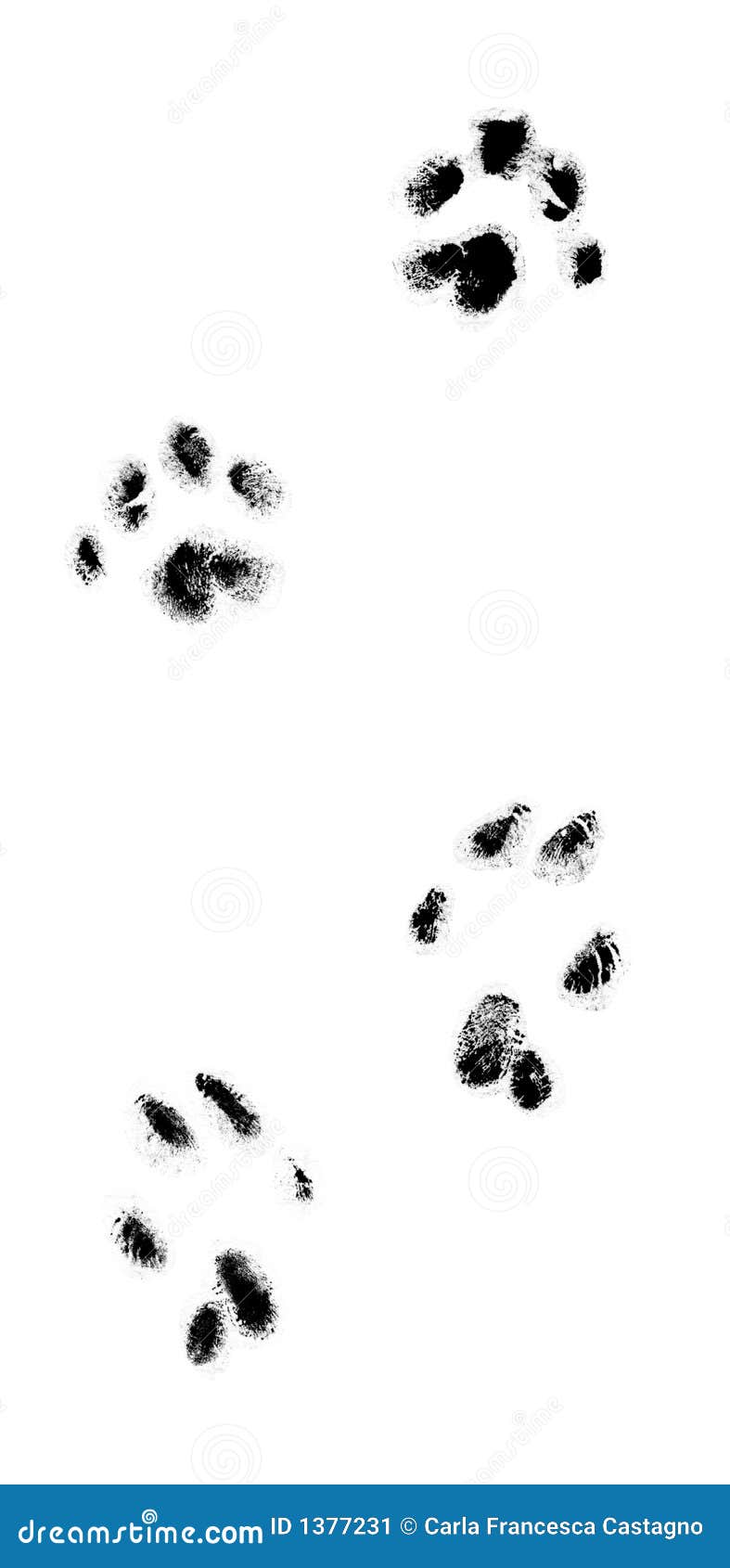 Reale Spuren der Katze stock abbildung. Illustration von frech - 1377231