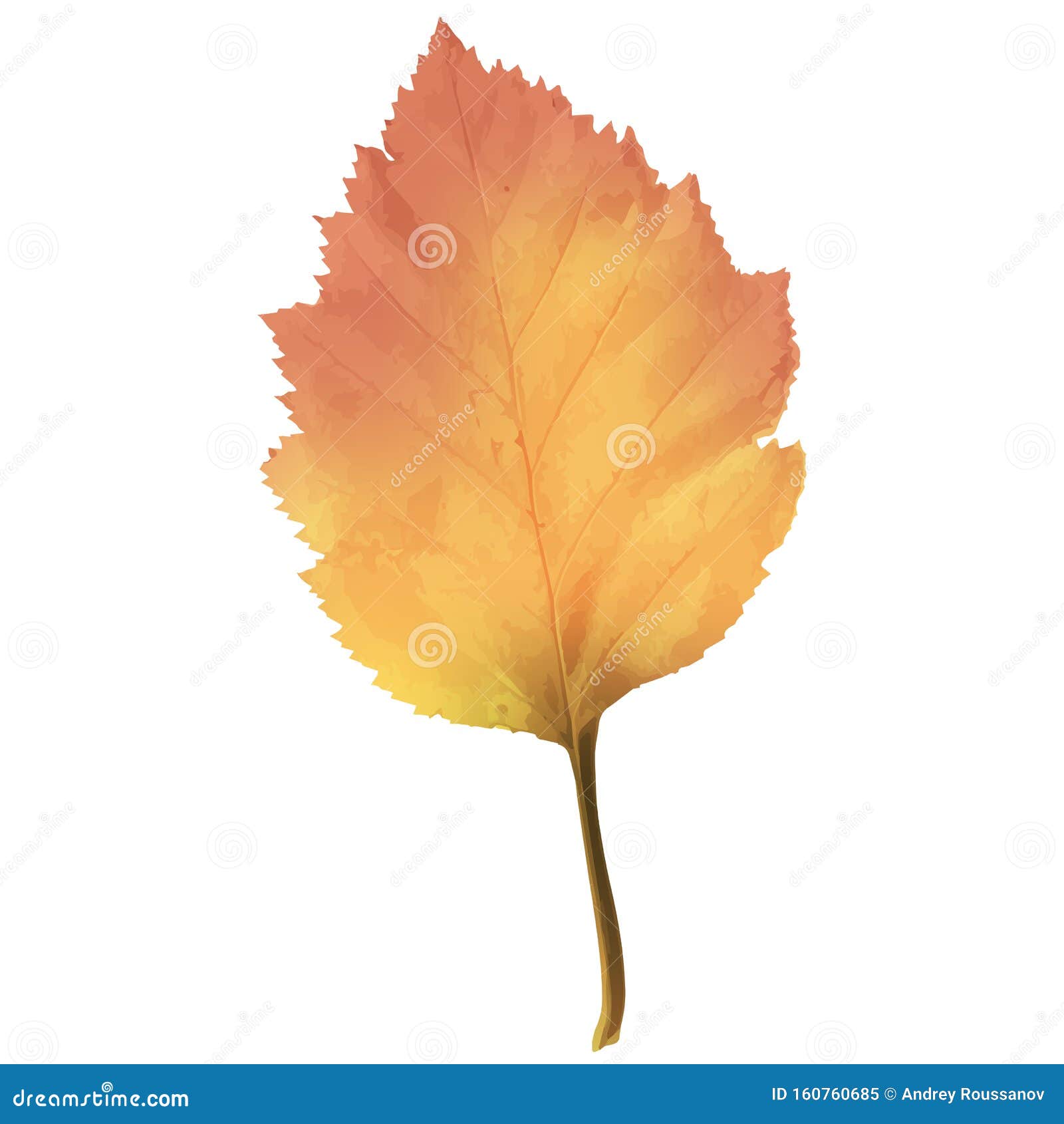 Realistic Alder Tree Leaf in Changing Fall Colors. Stock Vector ...