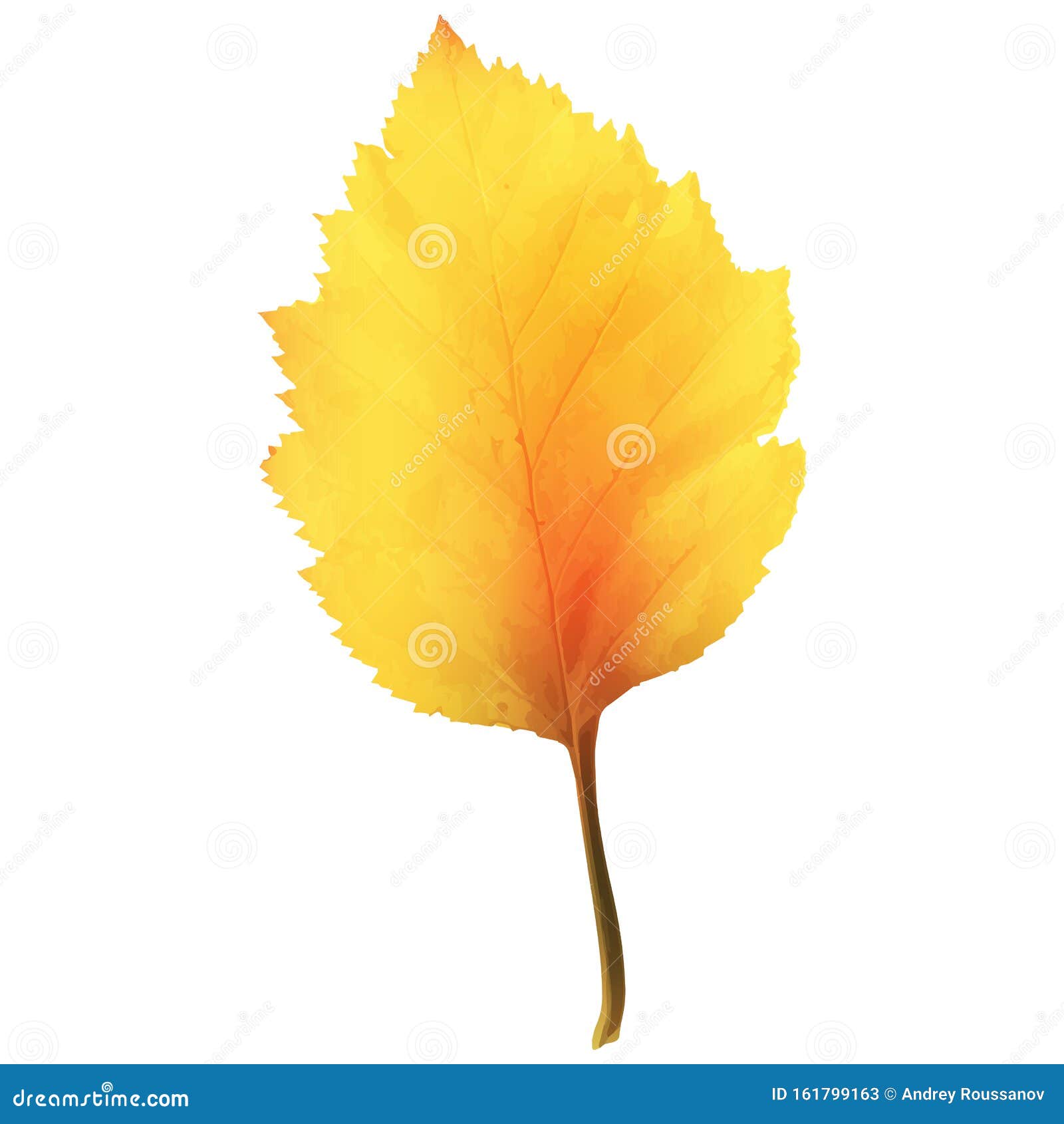 Realistic Alder Tree Leaf in Changing Fall Colors. Stock Vector ...