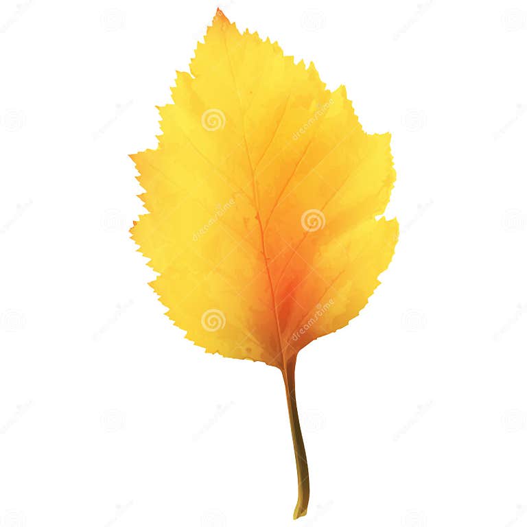 Realistic Alder Tree Leaf in Changing Fall Colors. Stock Vector ...