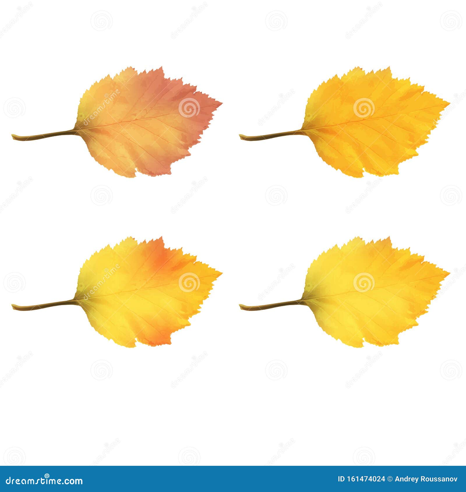 Realistic Alder Tree Leaves in Changing Fall Colors. Stock Vector ...