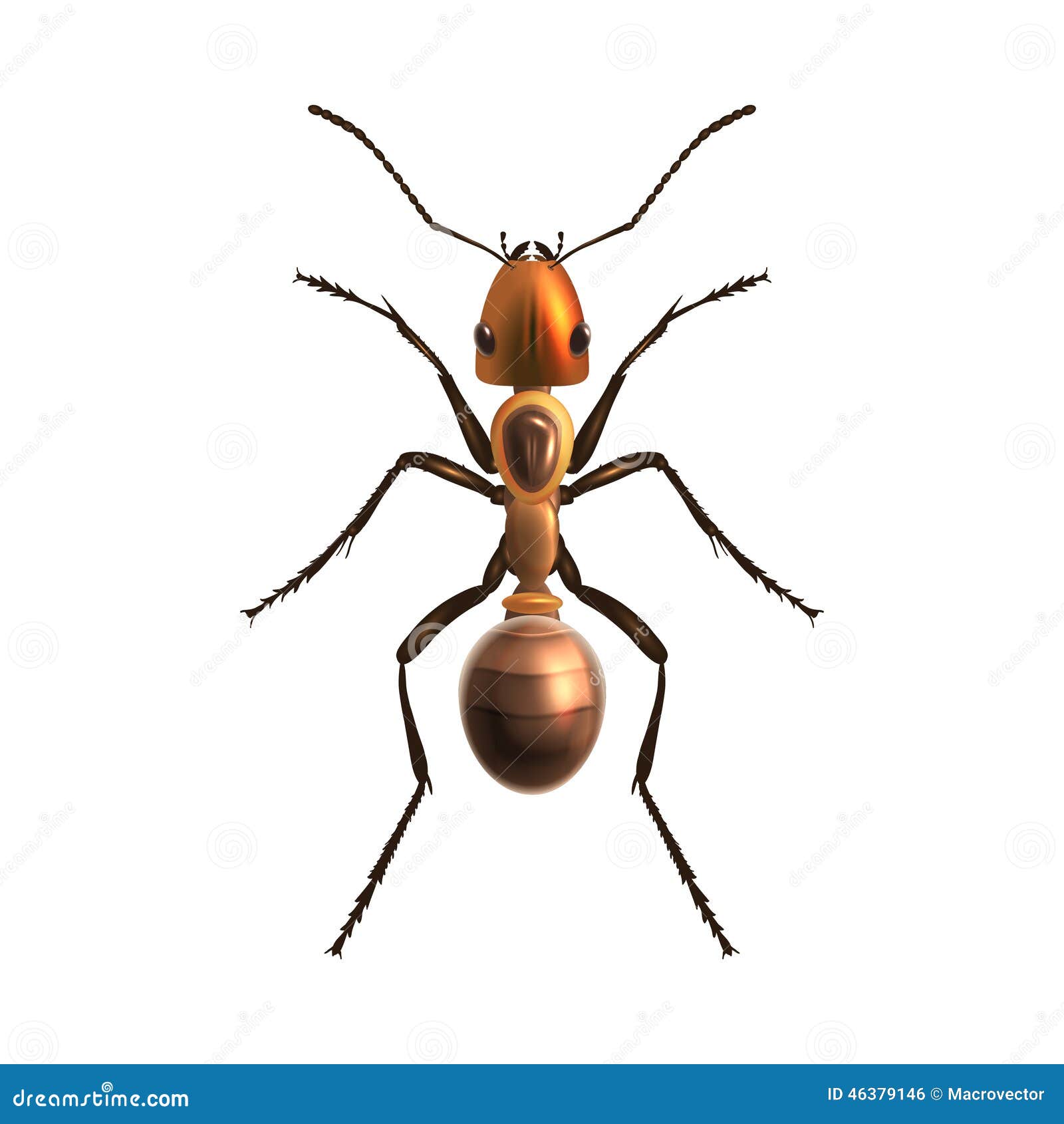 Realistic Ant Isolated Stock Illustrations – 442 Realistic Ant Isolated ...