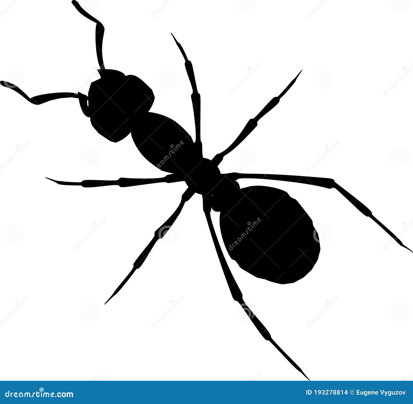 Realistic Ant Vector on White Background Stock Vector - Illustration of ...