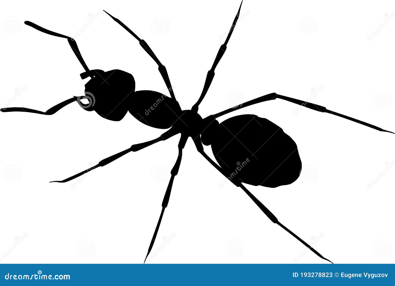 Realistic Ant Vector on White Background Stock Vector - Illustration of ...