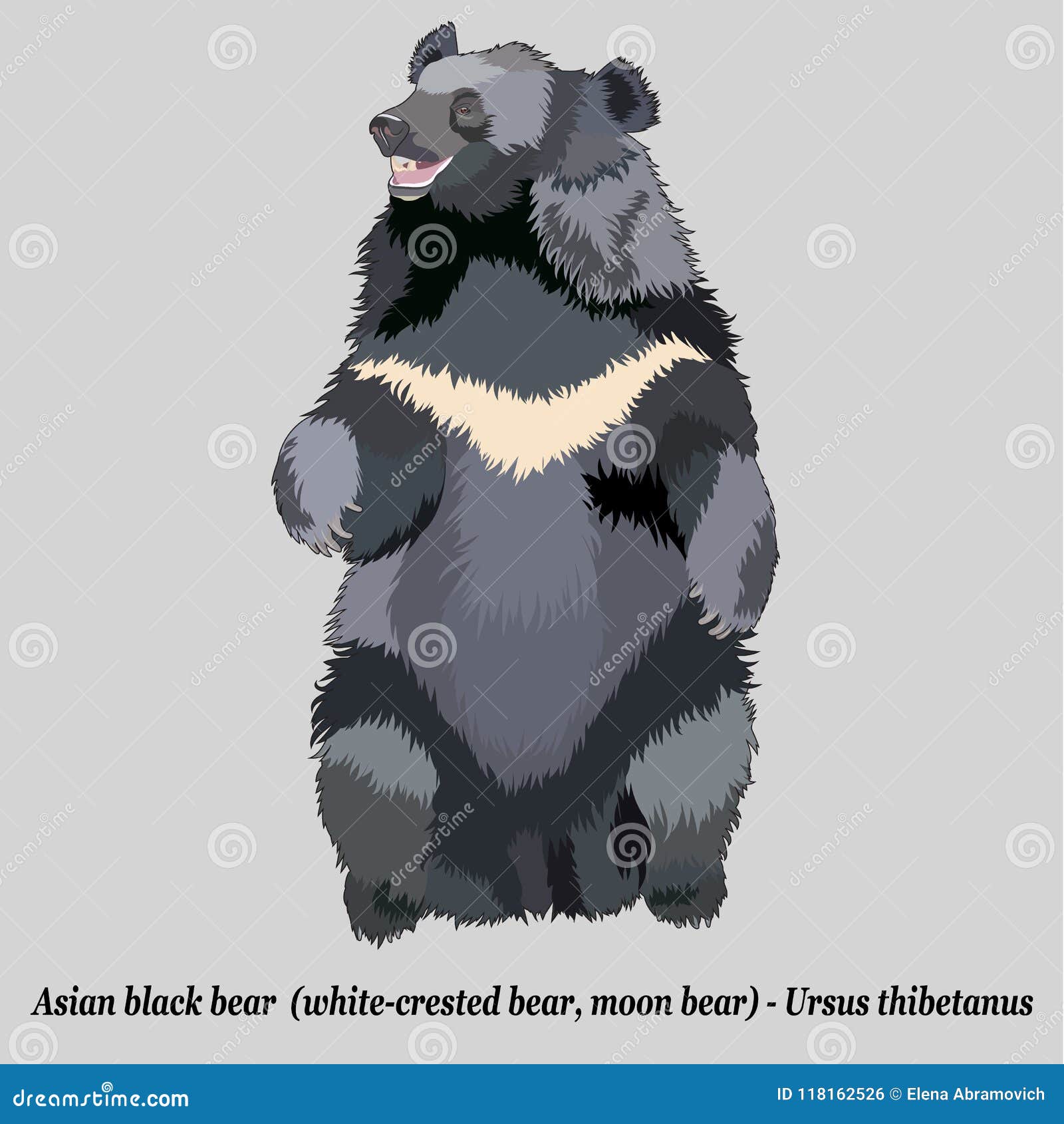 Realistic Asian Black Bear Moon Bear, Isolated Stock Vector ...
