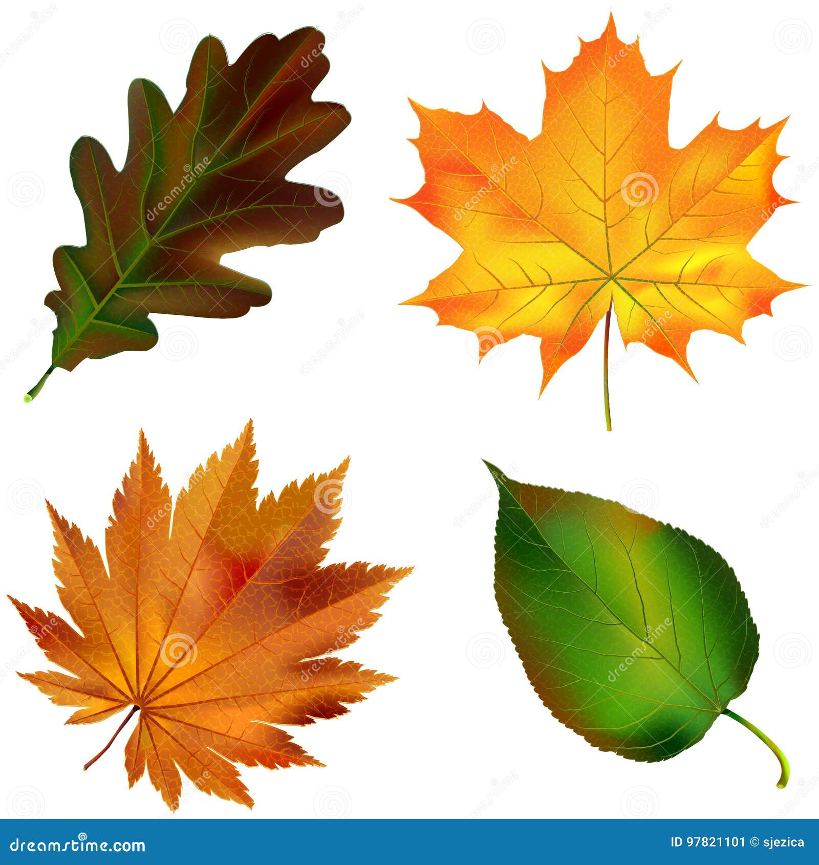 Realistic Autumn Leaves. Vector Illustration Stock Vector ...