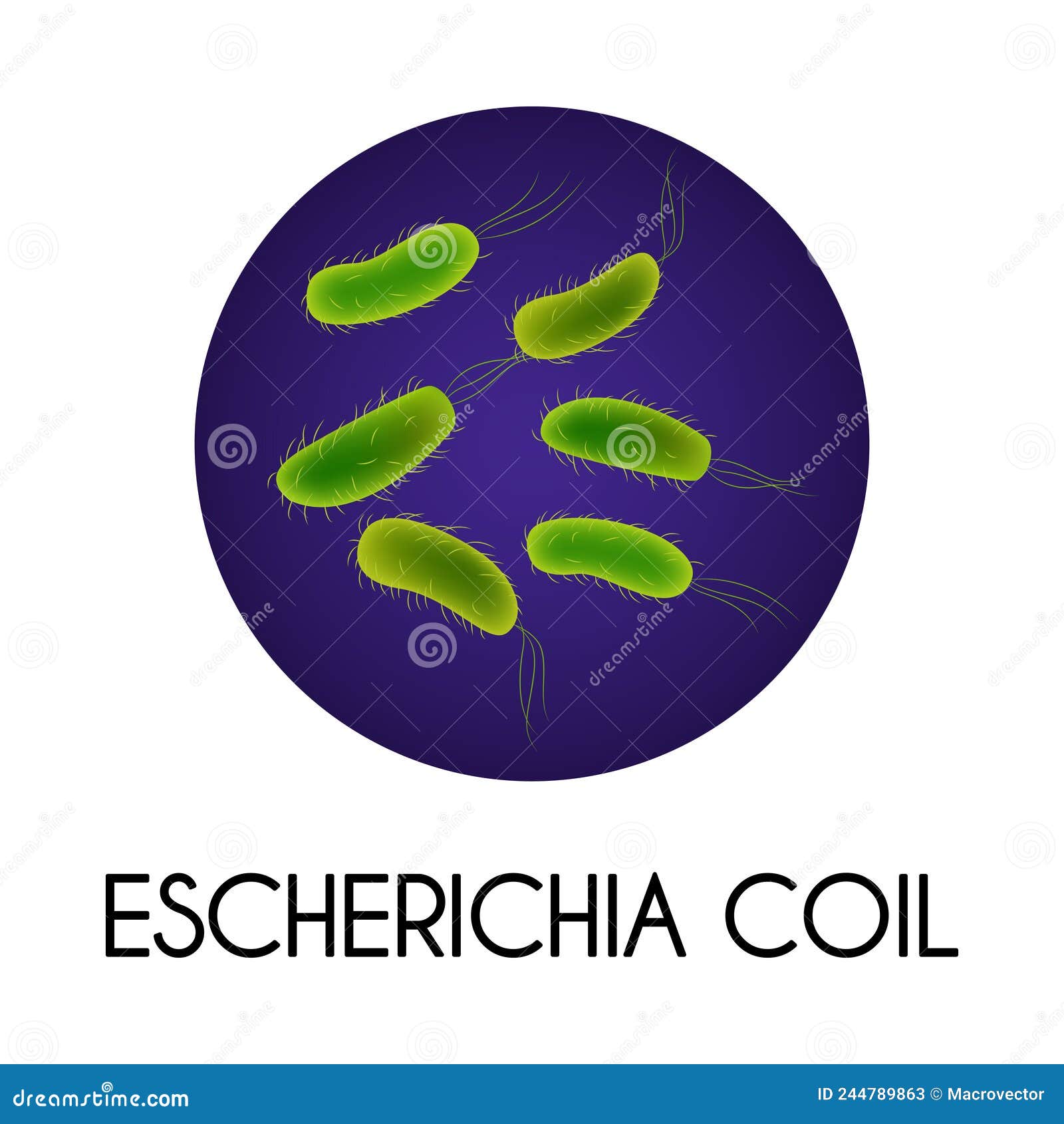 Realistic Bacteria Illustration Stock Vector - Illustration of anatomy ...