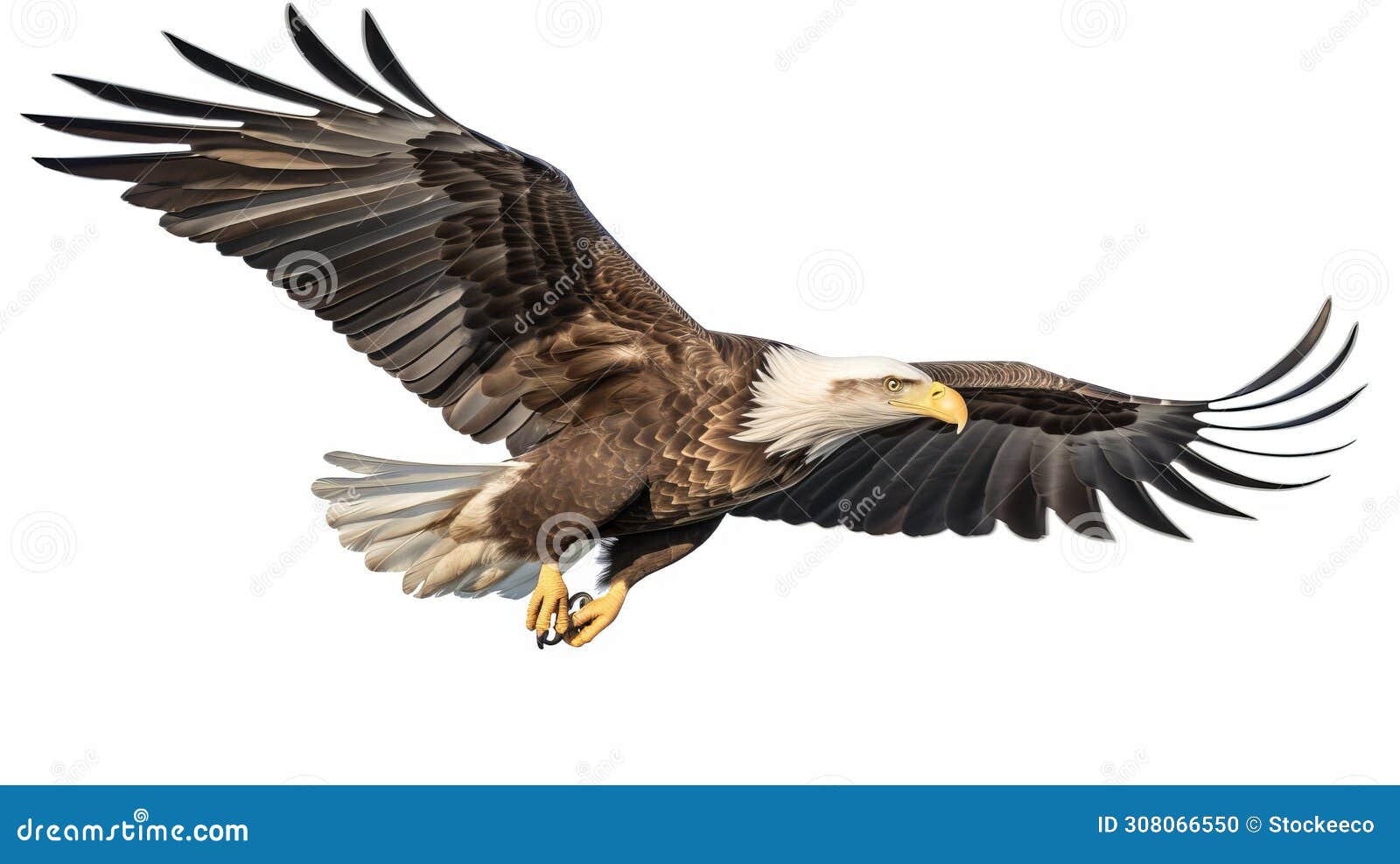 Realistic Bald Eagle in Flight - High-resolution Artwork Stock ...