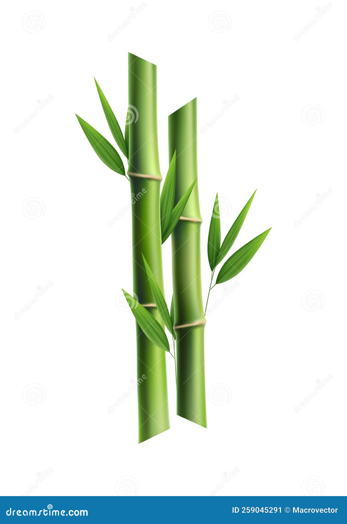 Realistic Bamboo Illustration Stock Vector - Illustration of ingredient ...