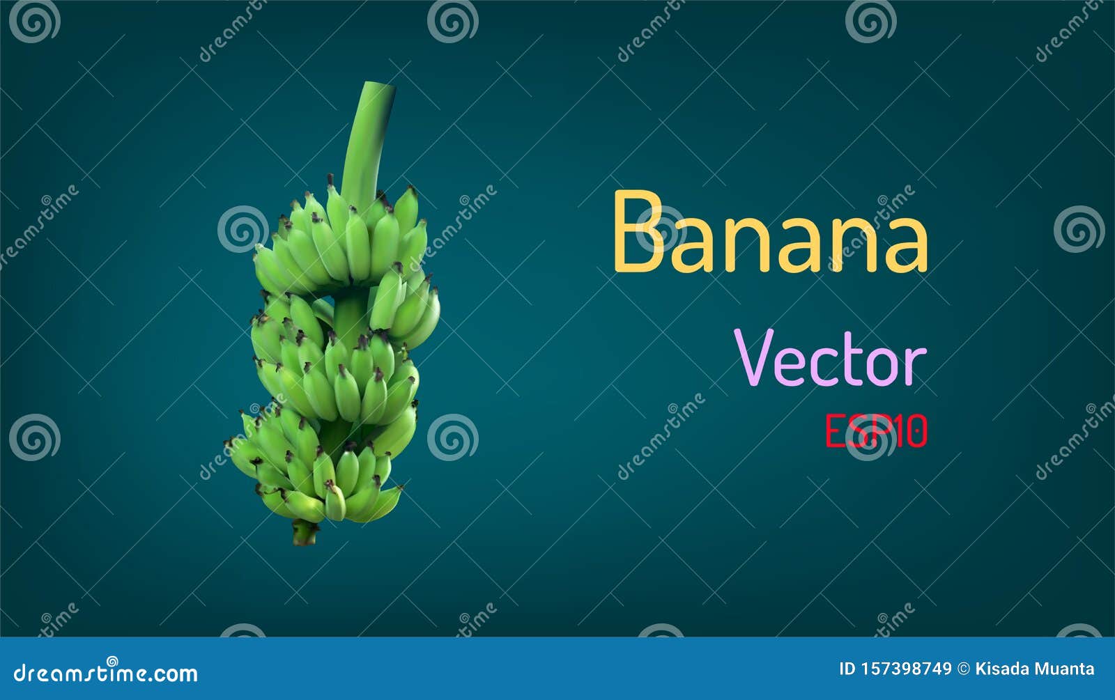 Realistic Banana Fruit and Branch Elements. Vector Illustration Eps10 ...