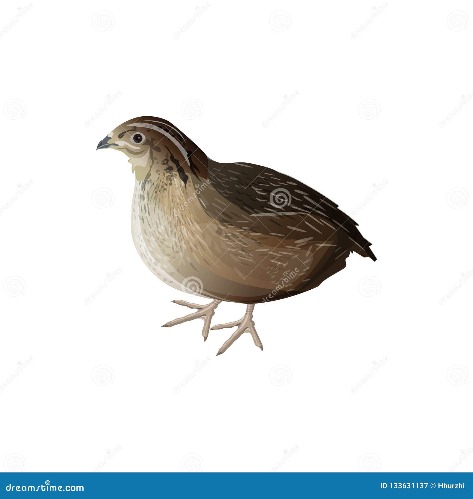 Bird Quail. Quail. Cartoon Style. Royalty-Free Illustration ...
