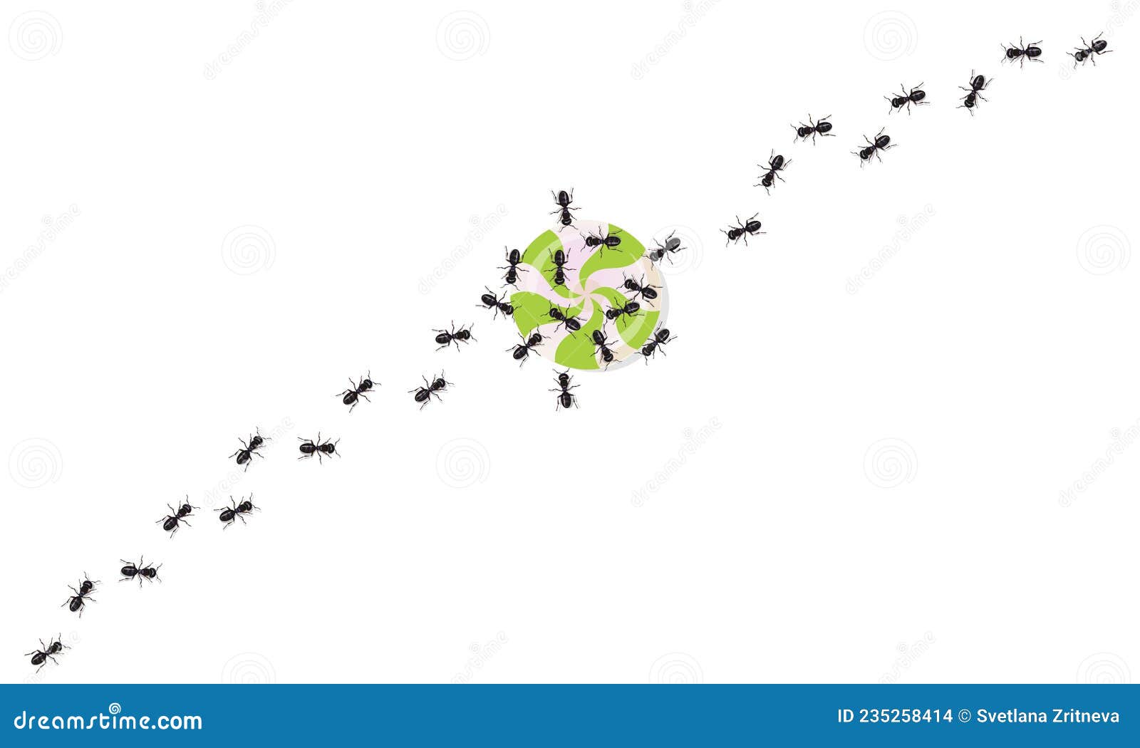 Realistic Black Ants Trail Attacking Candy. Insects Marching in a Wavy ...
