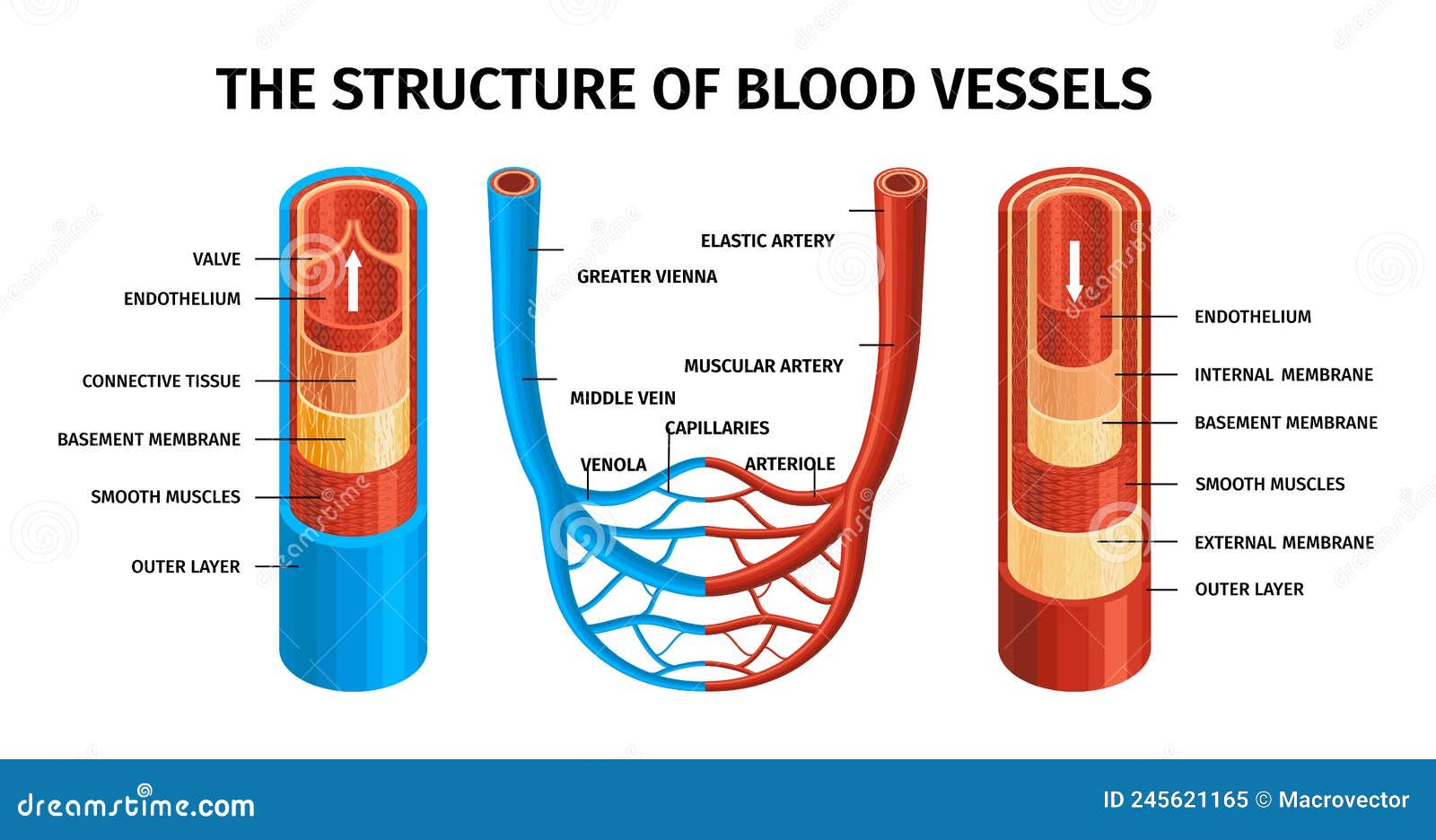 Realistic Blood Vessels Artery and Vein Composition Stock Vector ...