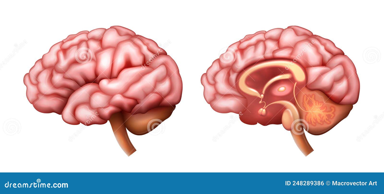 Realistic Brain Anatomy stock vector. Illustration of creative - 248289386