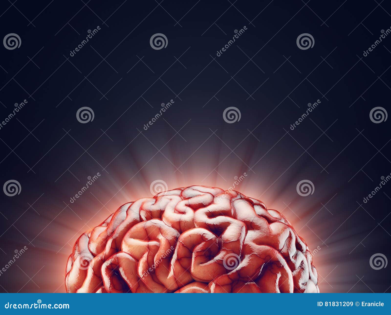 Realistic Brain Illustration Stock Illustration - Illustration of blank ...