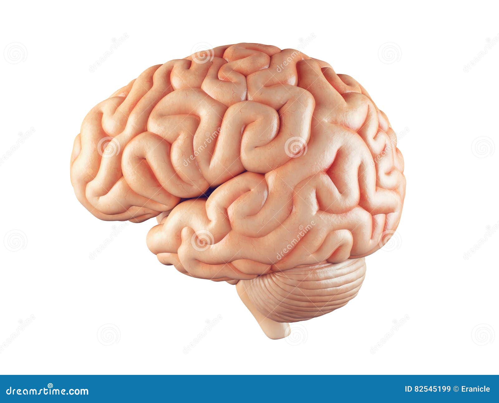 Realistic Brain Illustration Stock Illustration - Illustration of care ...