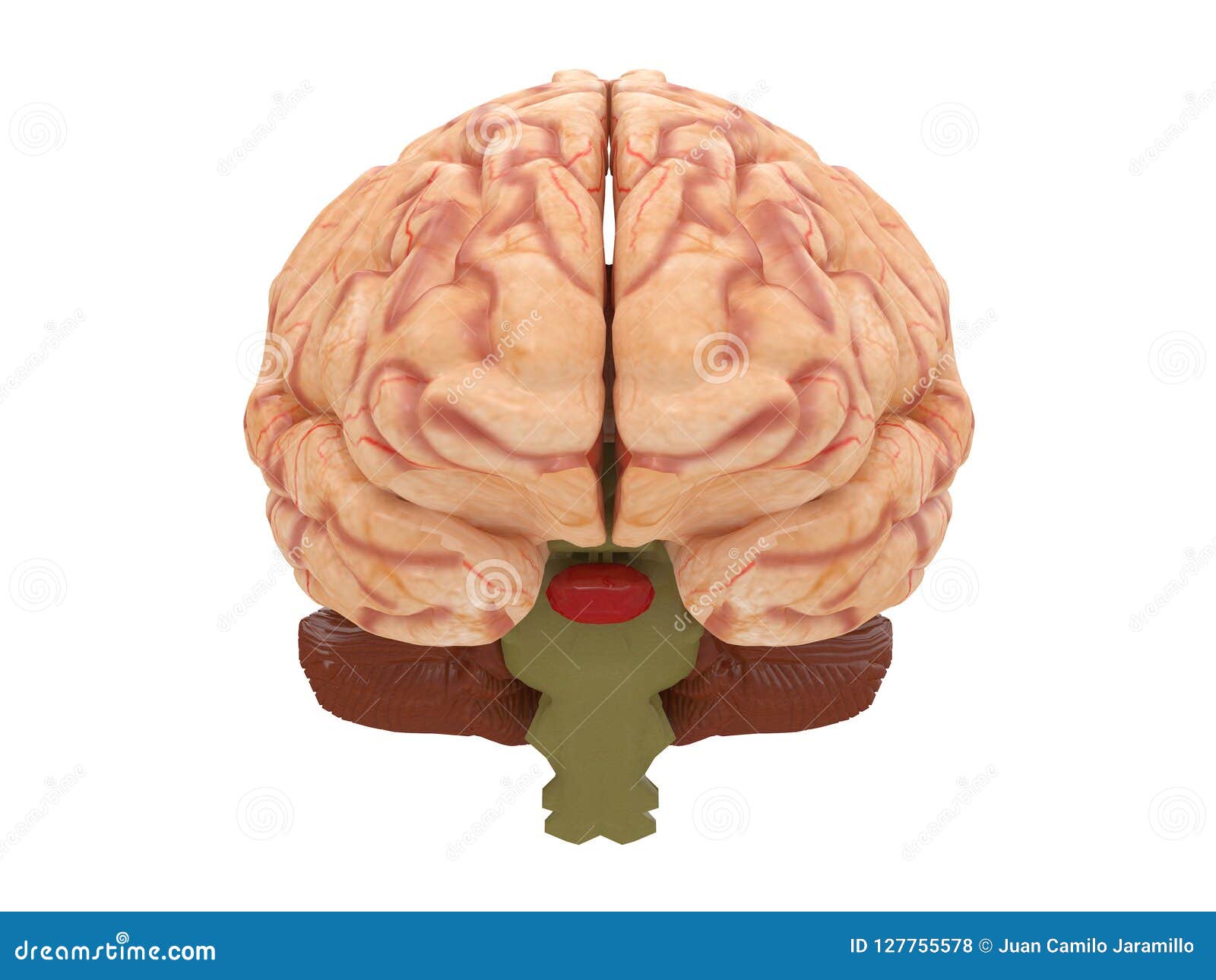 Realistic Brain from Side or Front View Isolated on a White Background ...