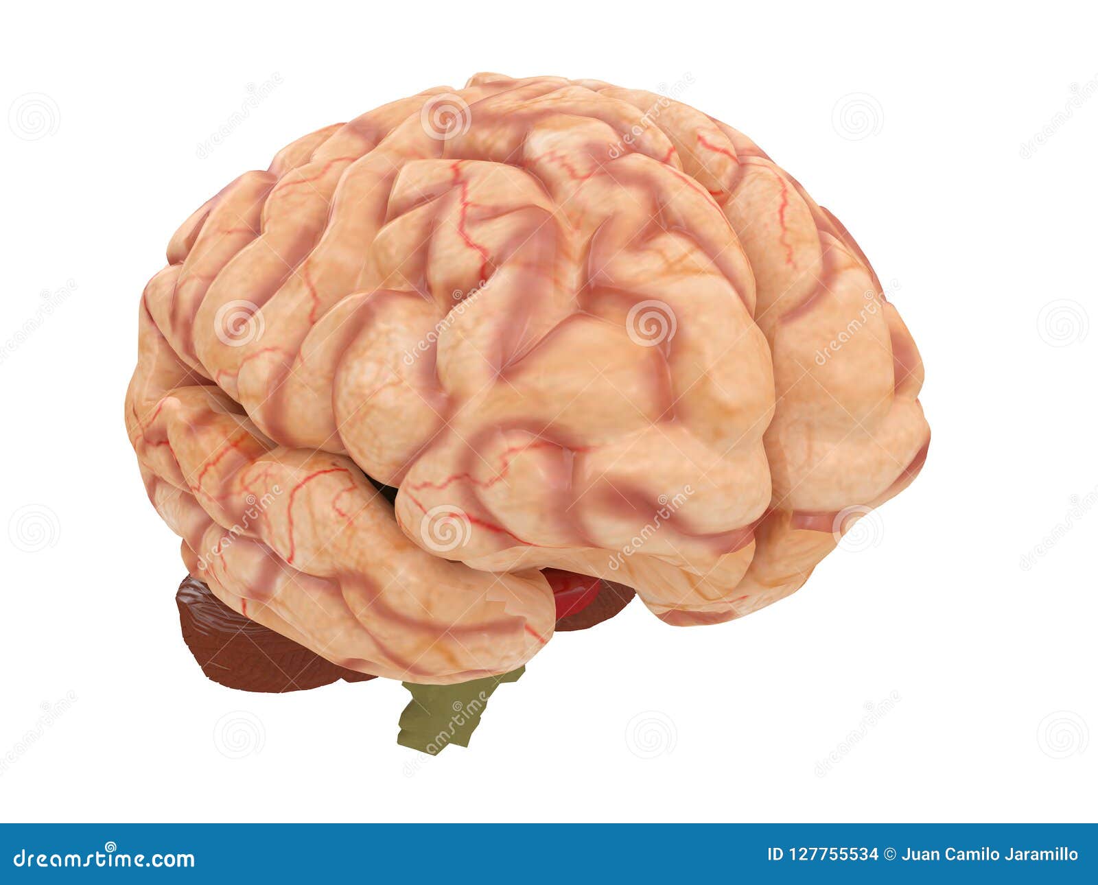 Realistic Brain from Side or Front View Isolated on a White Background ...