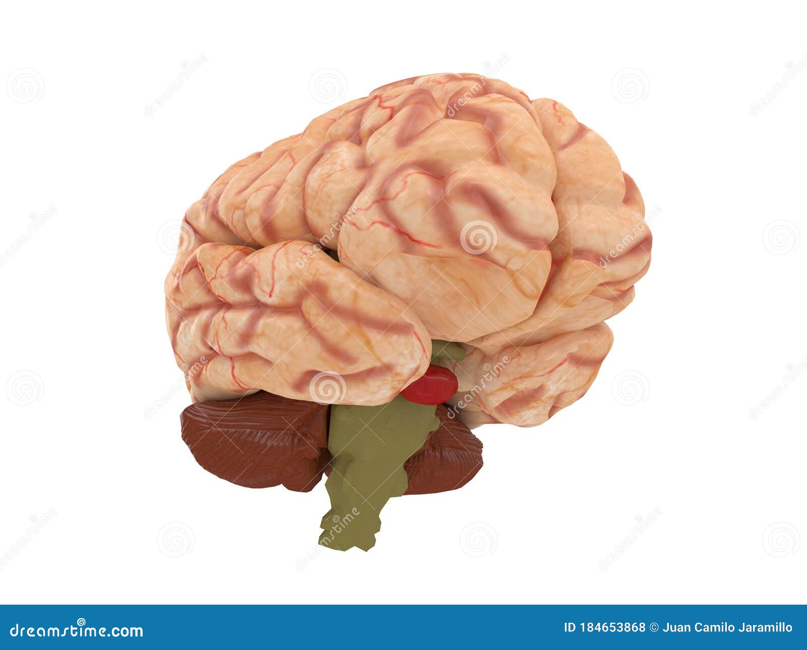 Realistic Brain from Side or Front View Isolated on a White Background ...