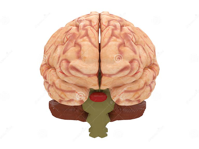 Realistic Brain from Side or Front View Isolated on a White Background ...