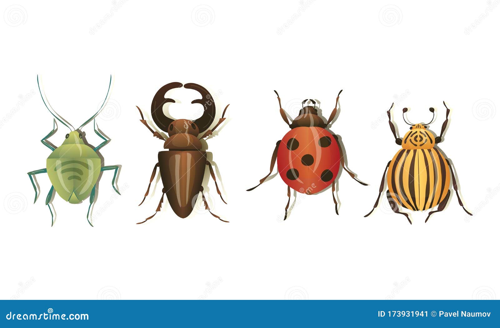 Realistic Bugs and Insects with Shadows Vector Set Stock Vector ...