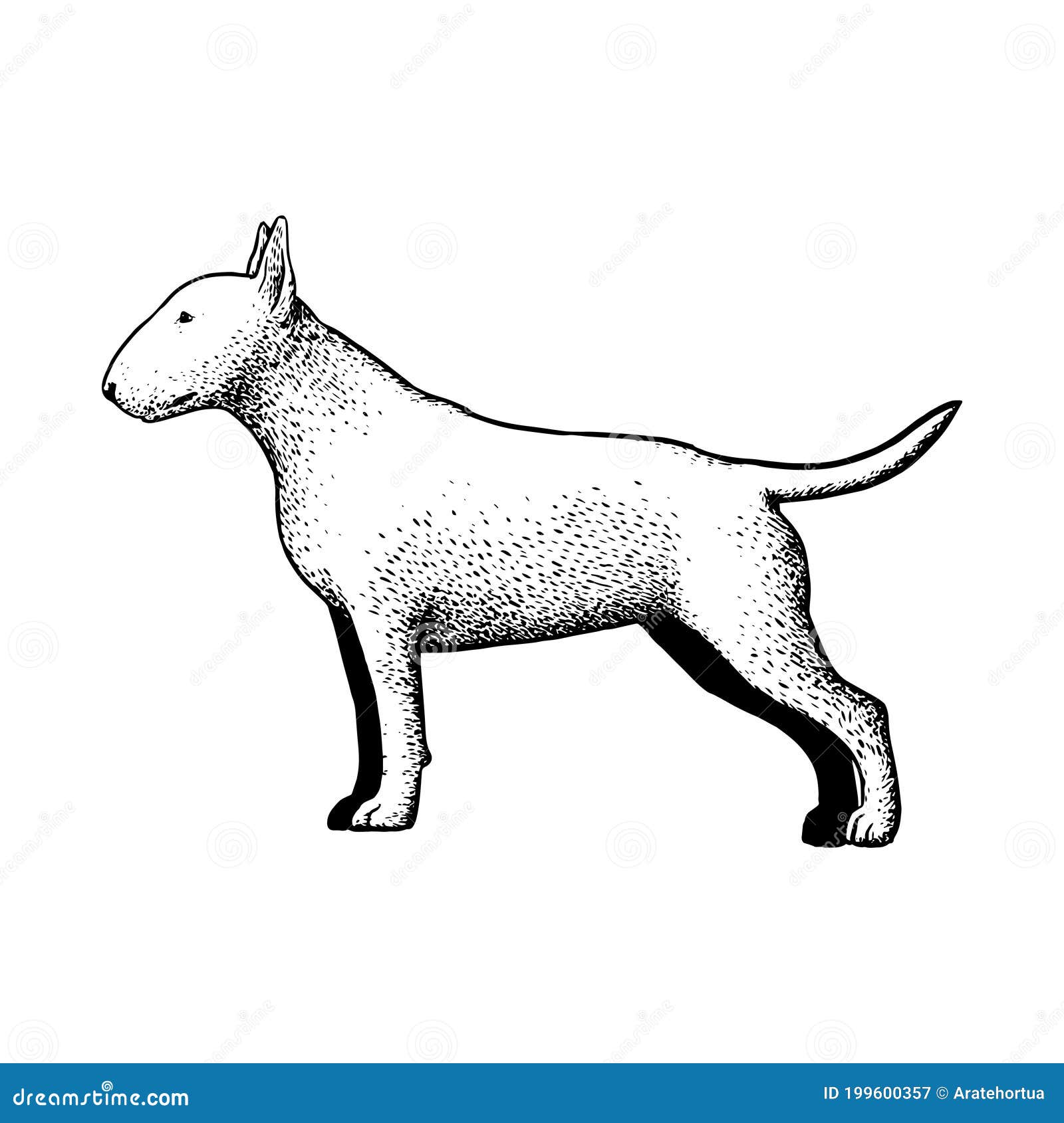 Realistic bull terrier stock vector. Illustration of design - 199600357